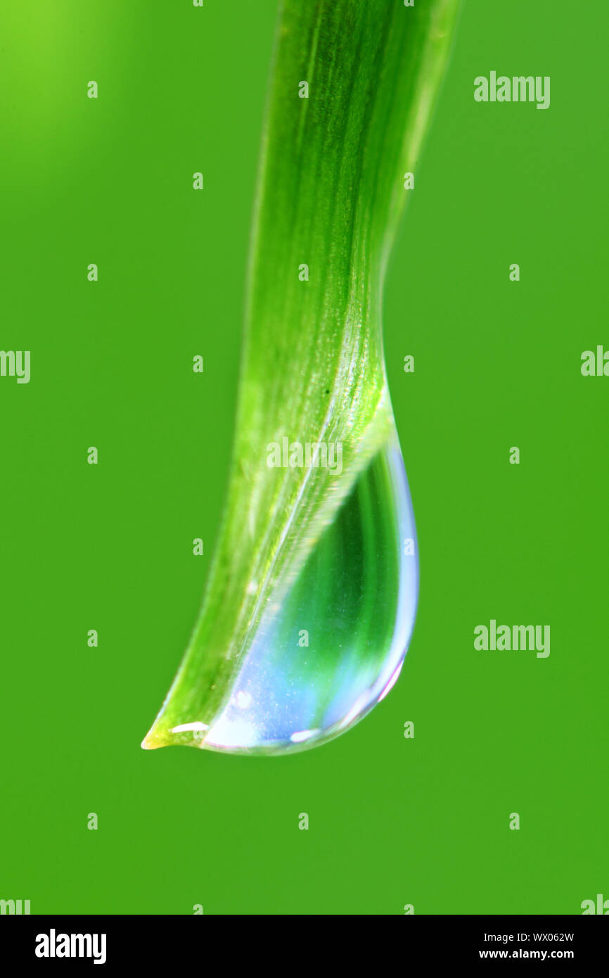 big water drop on grass blade Stock Photo - Alamy