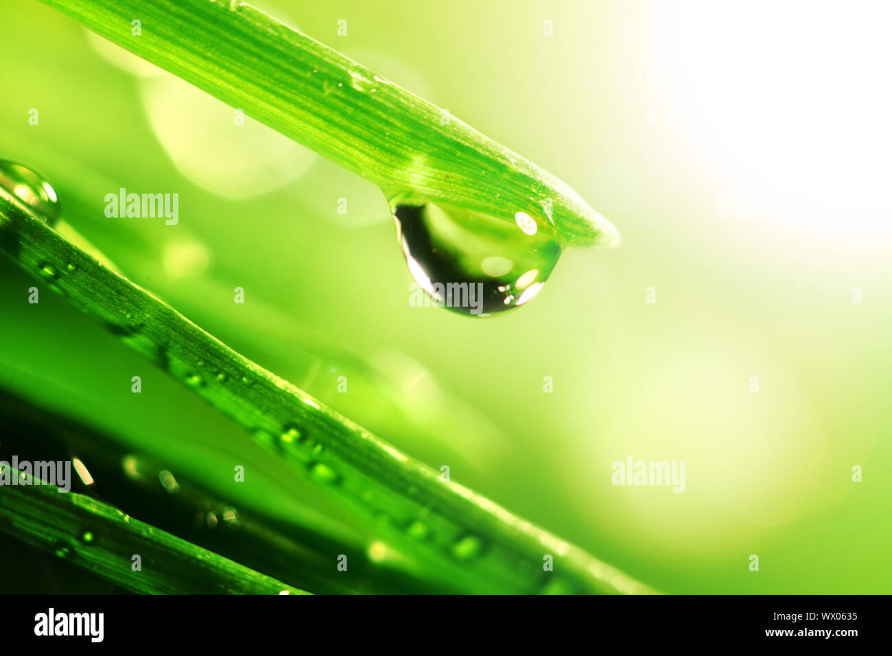 water drop shine in sun light Stock Photo - Alamy