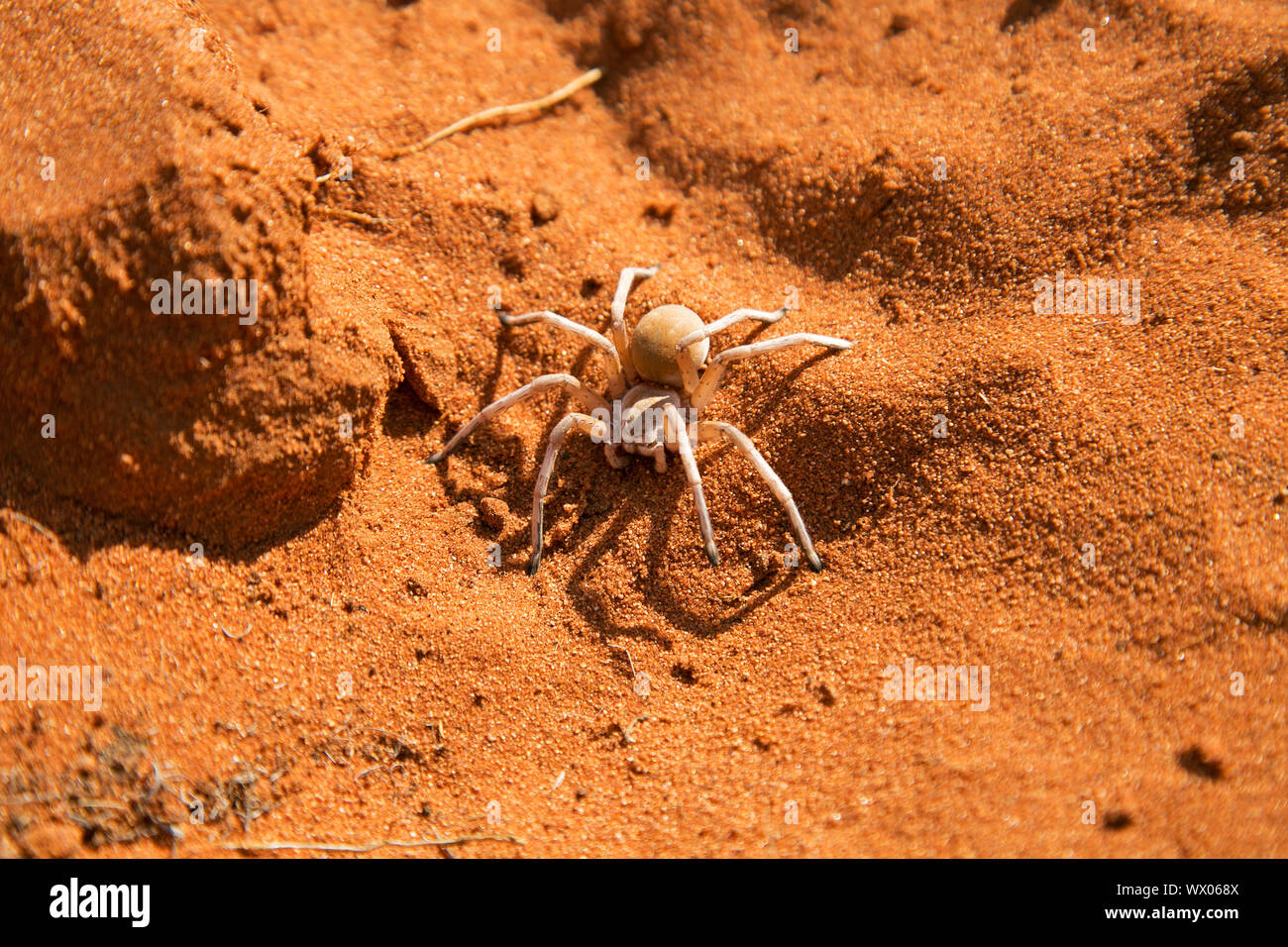 Dancing white lady spider hi-res stock photography and images - Alamy