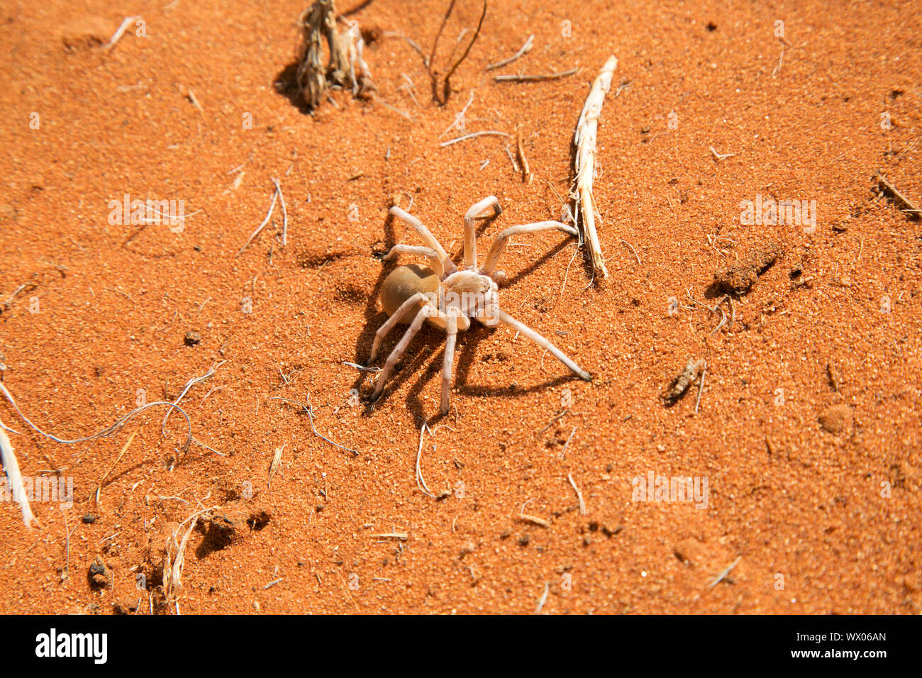 Dancing White Lady Spider Stock Photo - Alamy