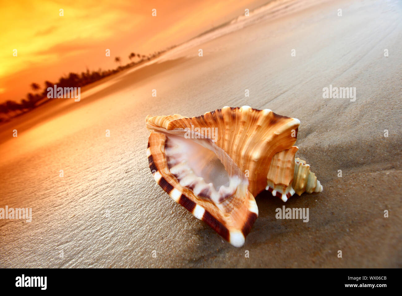 shell on sand under sunset sky Stock Photo - Alamy