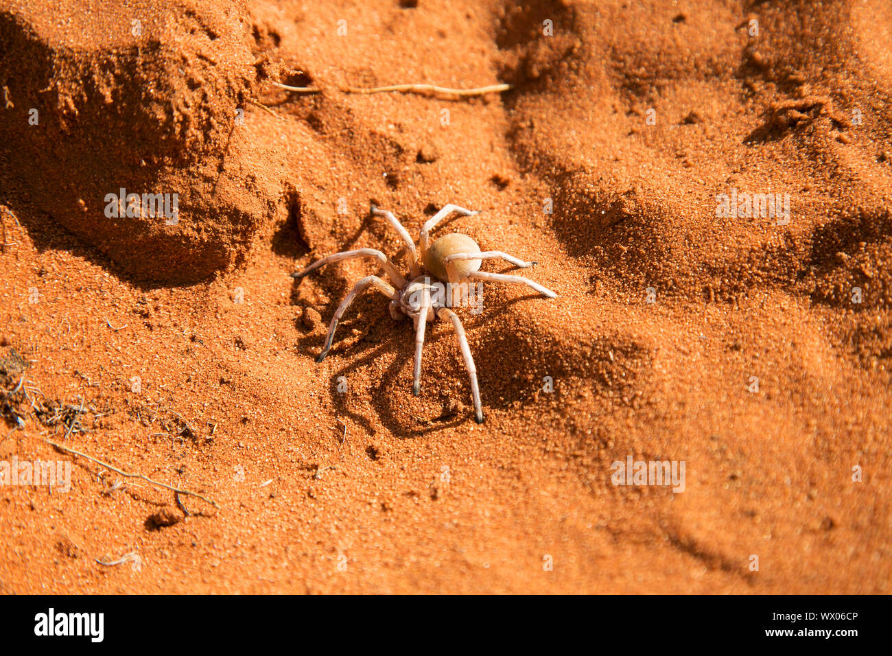 Dancing White Lady Spider Stock Photo - Alamy