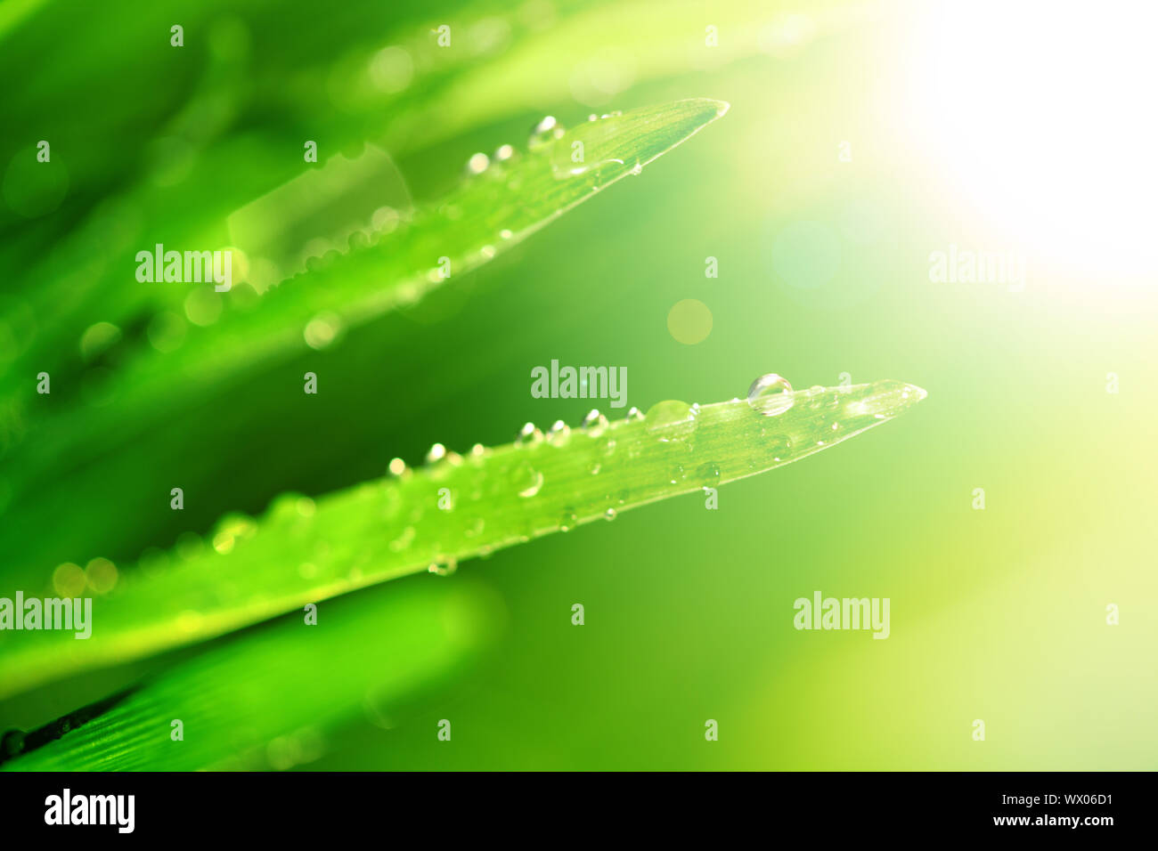 water drop shine in sun light Stock Photo - Alamy