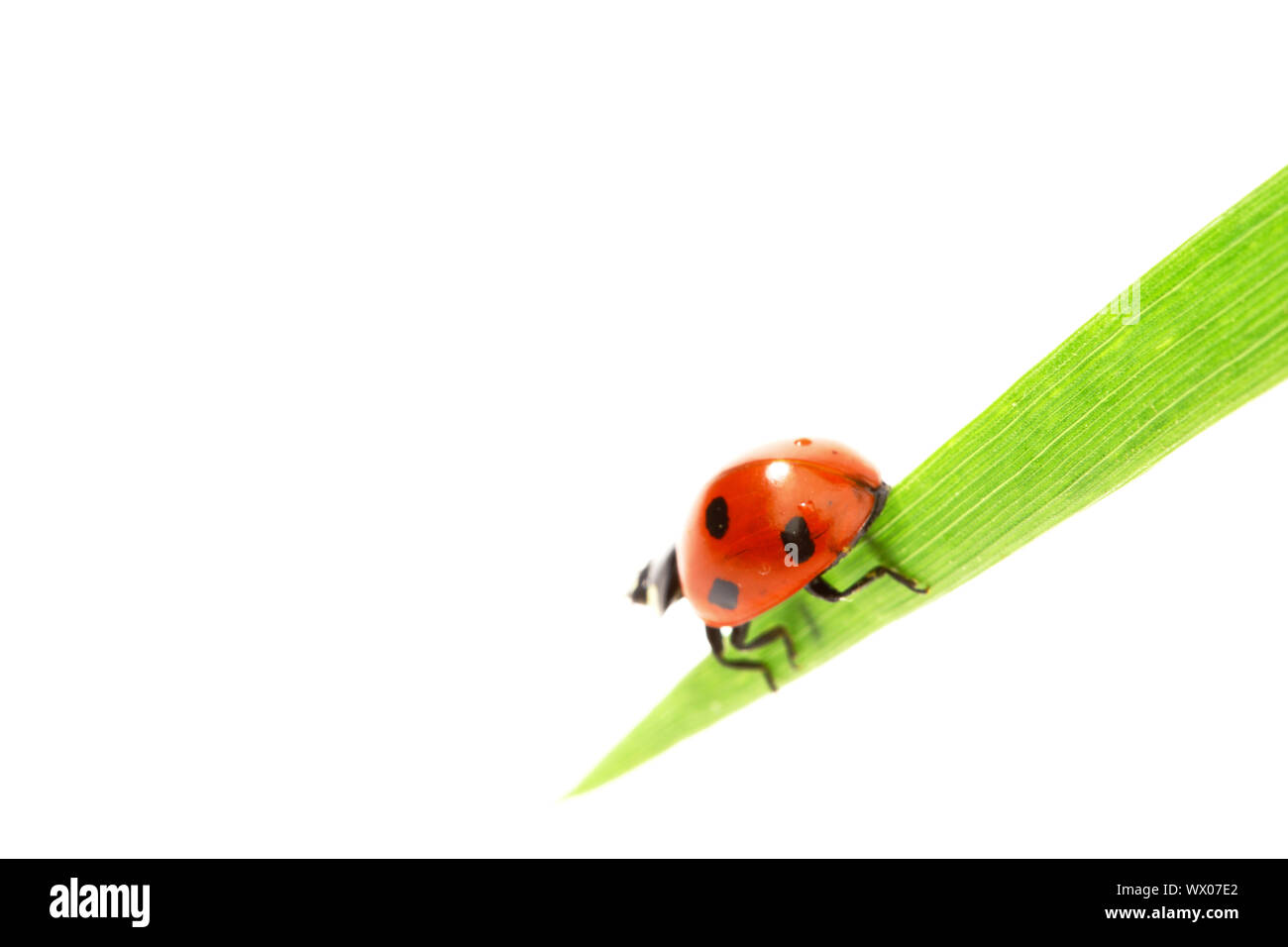 ladybug on green grass isolated white background Stock Photo - Alamy