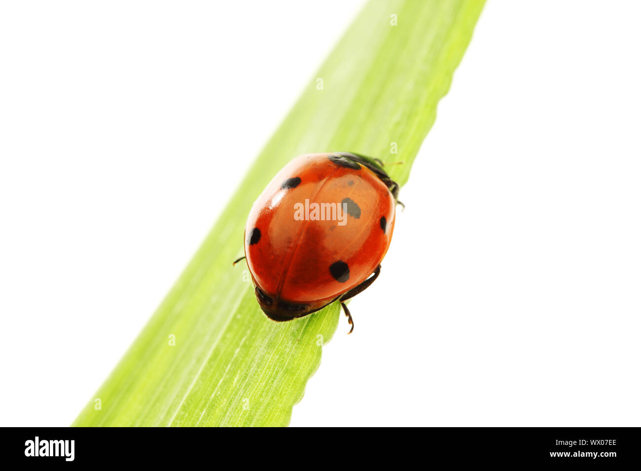 ladybug on green grass isolated white background Stock Photo - Alamy