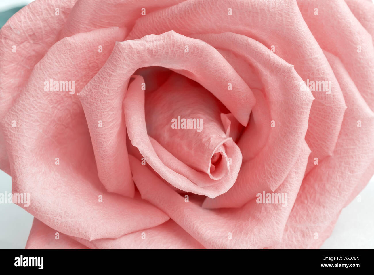Mid flower red rose close up Stock Photo - Alamy