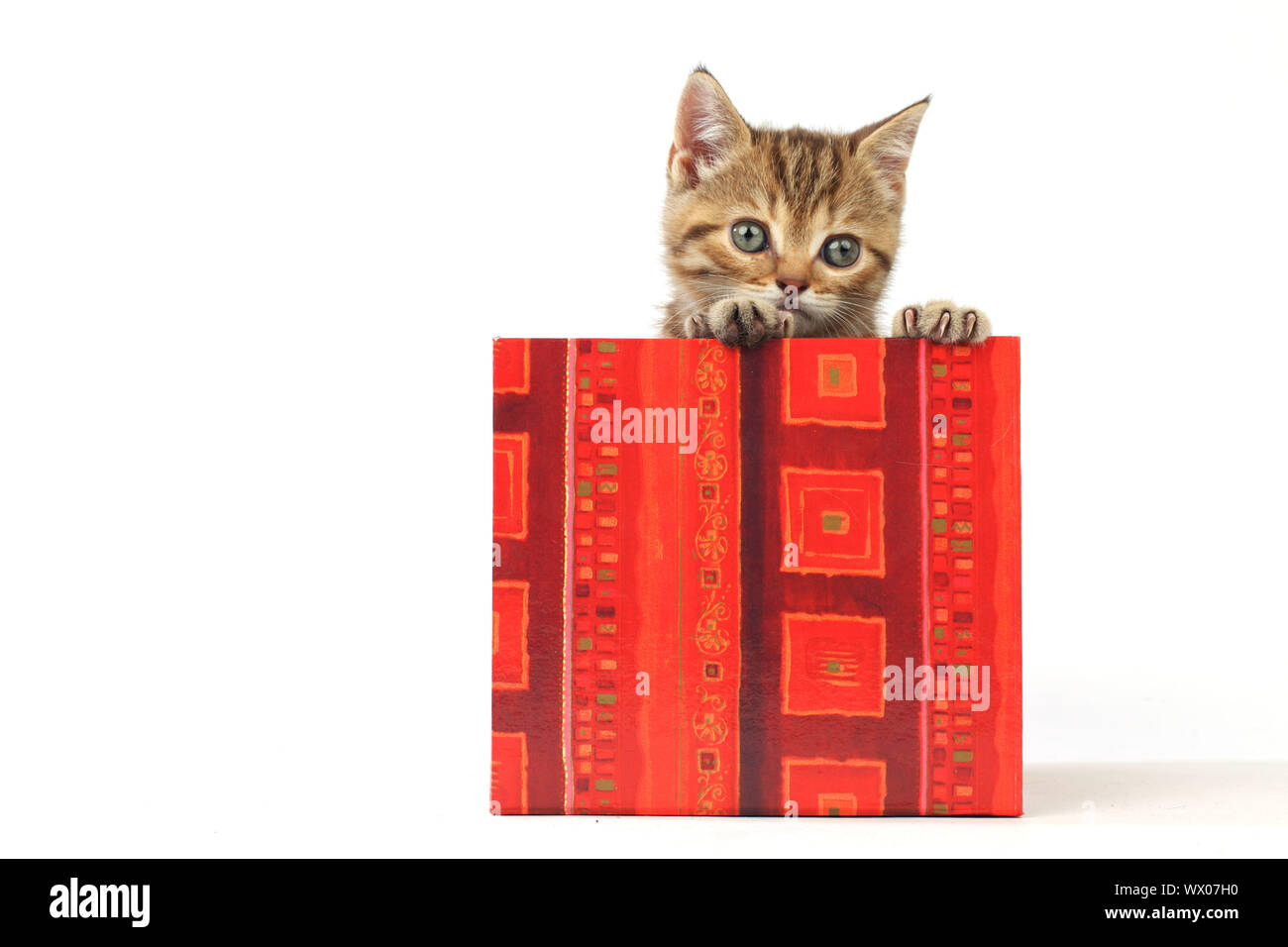 cat in gift box isolated on white background Stock Photo - Alamy