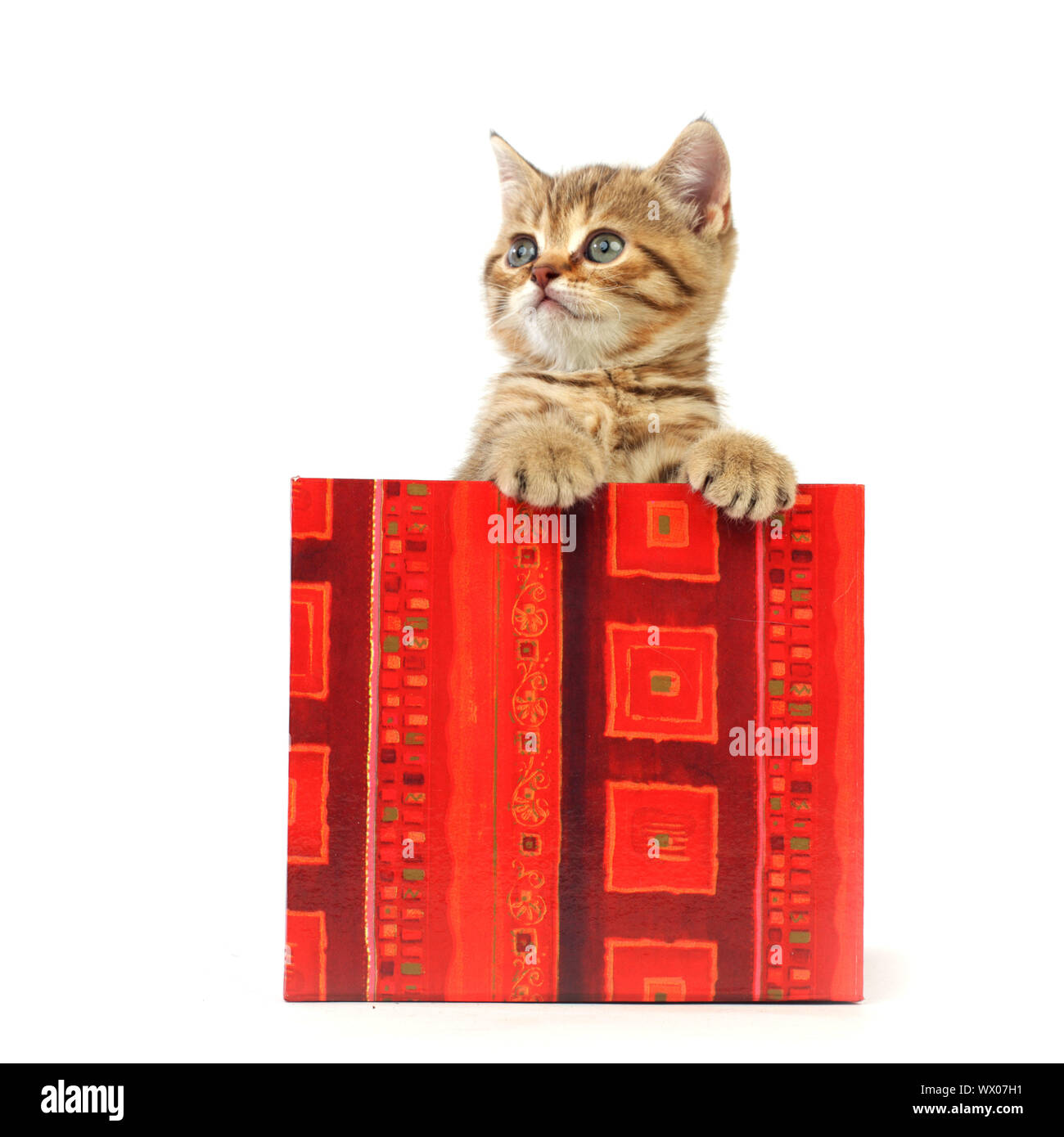 cat in gift box isolated on white background Stock Photo - Alamy