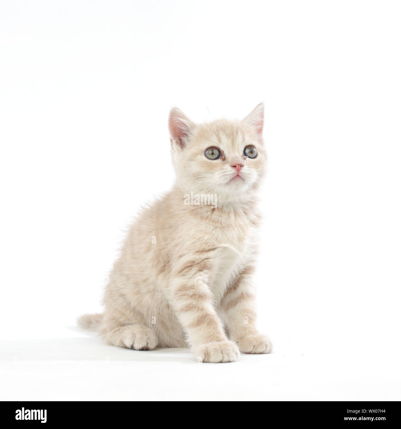 cat isolated on white background Stock Photo - Alamy