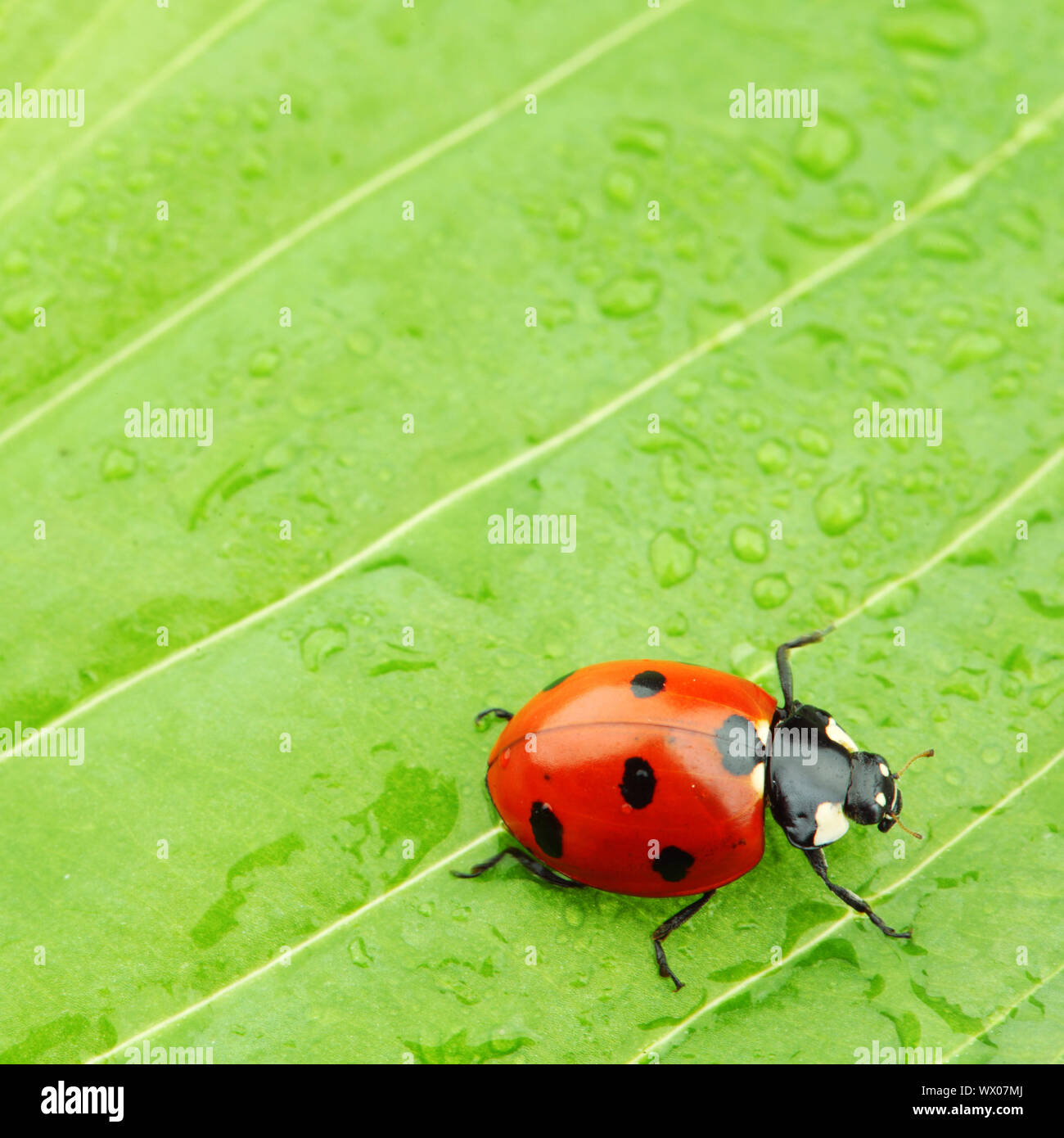 ladybug on big green leaf Stock Photo - Alamy