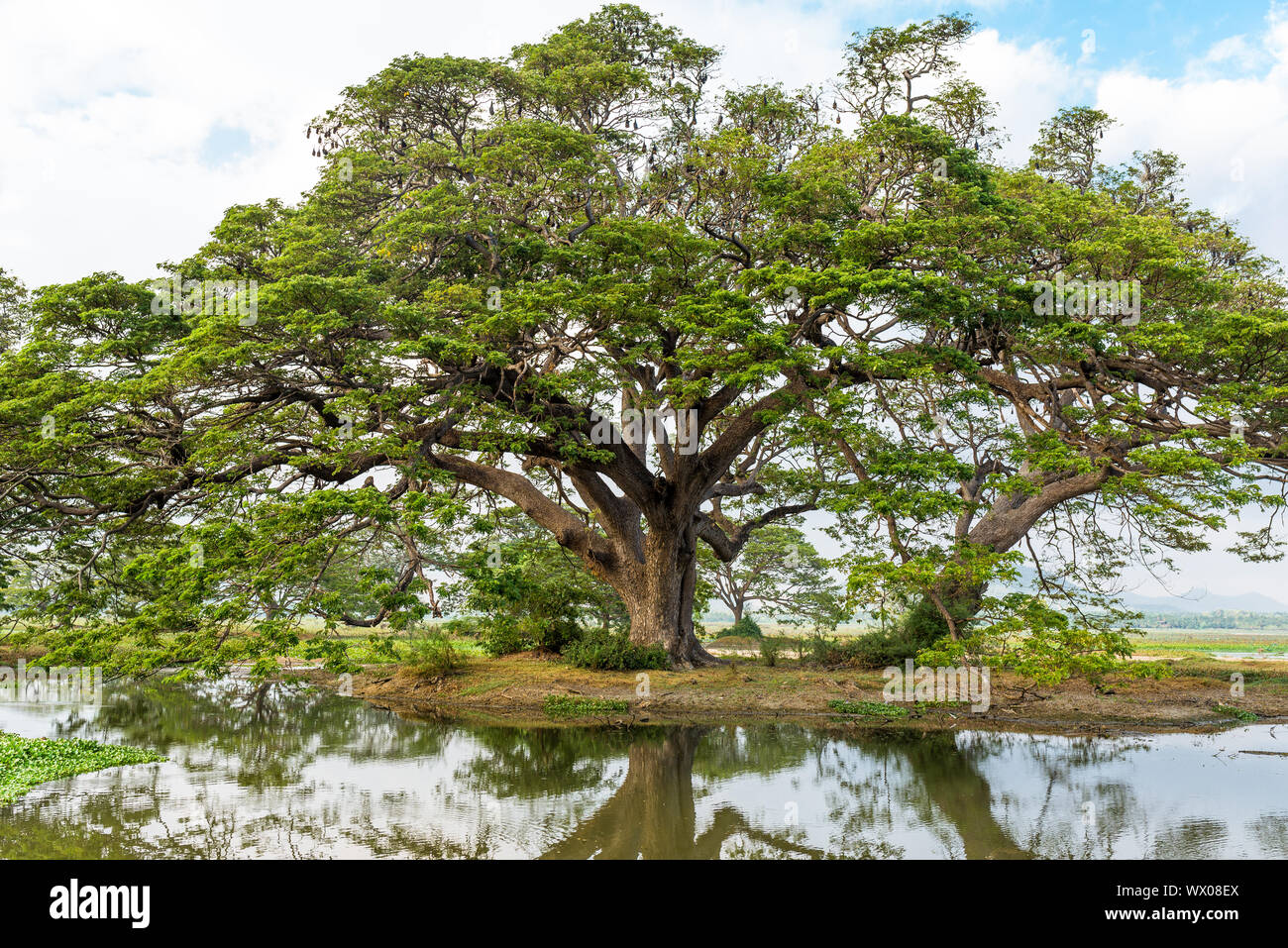 Huge rain trees with large flying foxes who hanging in the trees in ...