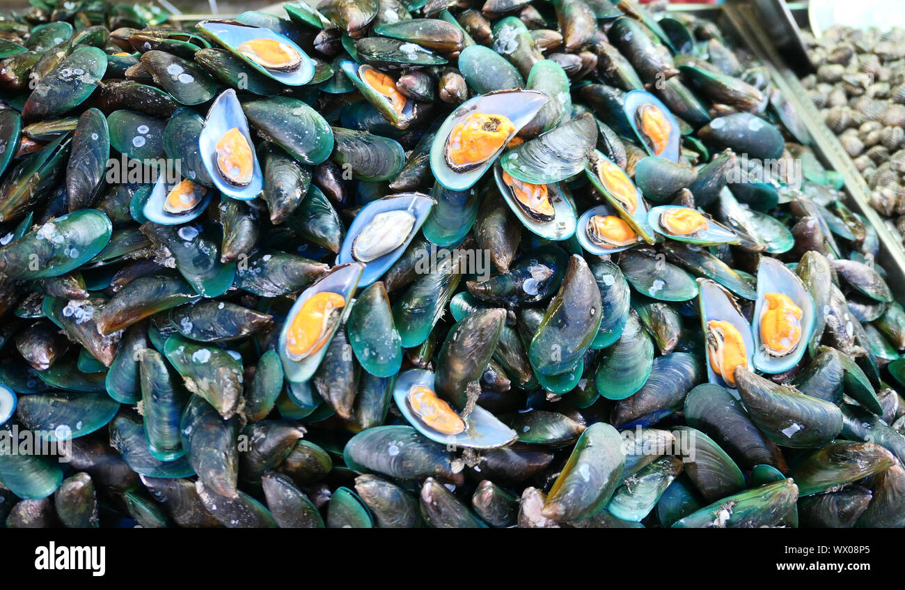 Live Mussels