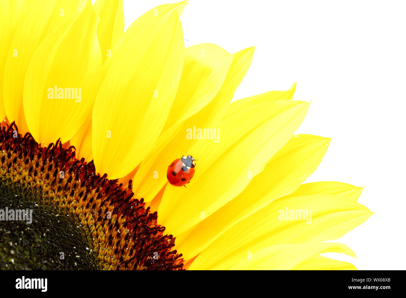 ladybug on sunflower isolated white background Stock Photo - Alamy