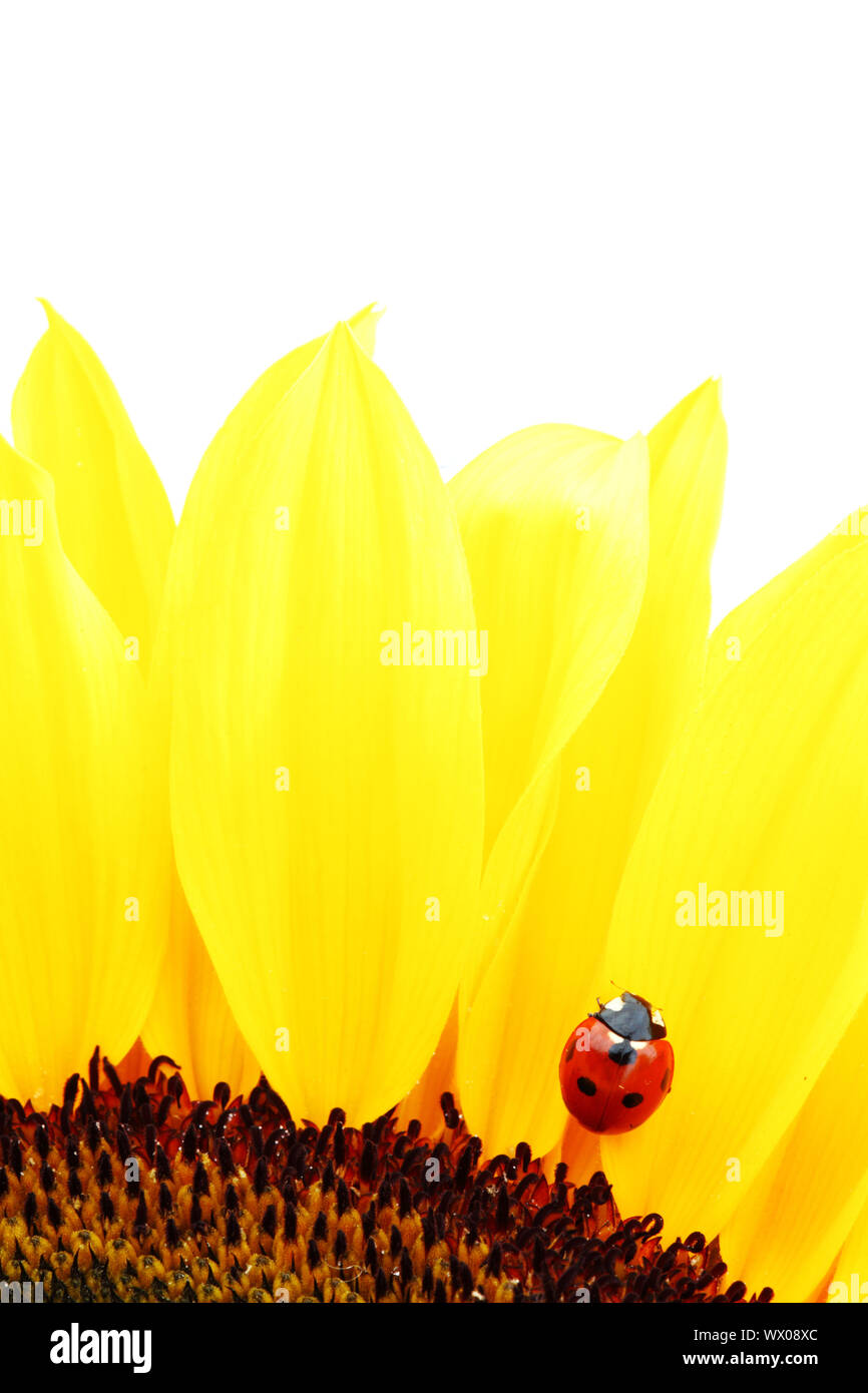 ladybug on sunflower isolated white background Stock Photo - Alamy