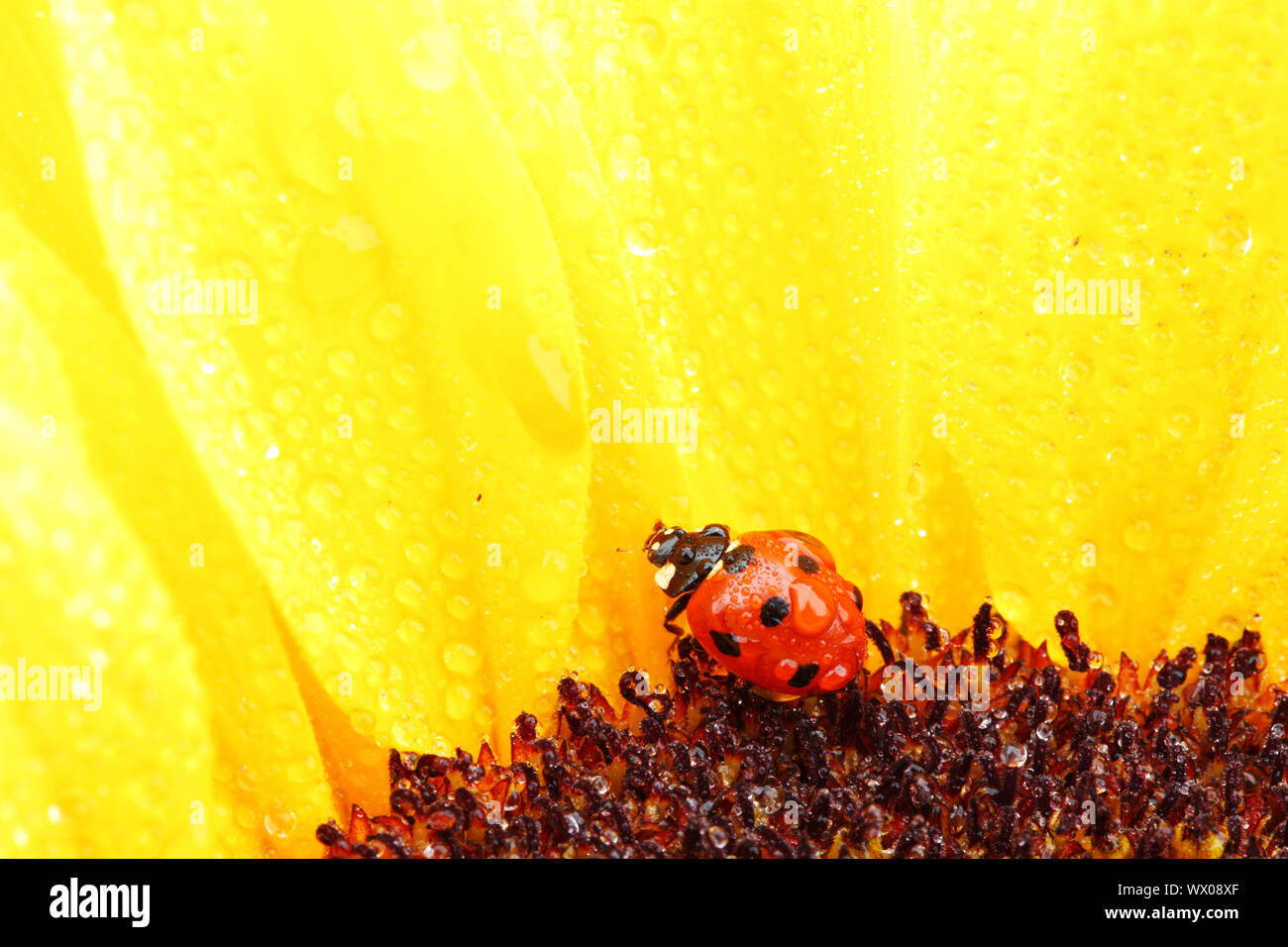 ladybug on sunflower isolated white background Stock Photo - Alamy