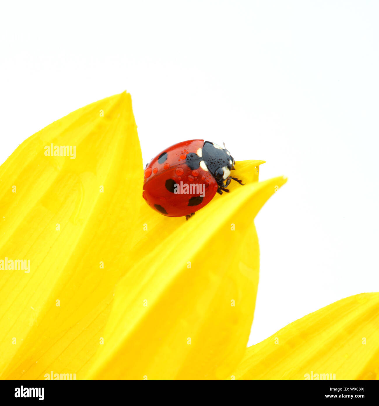 ladybug on sunflower isolated white background Stock Photo - Alamy