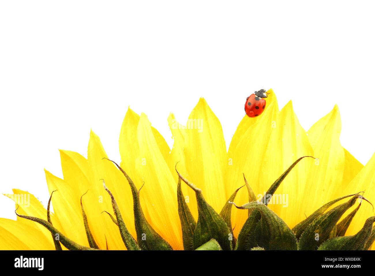 ladybug on sunflower isolated white background Stock Photo - Alamy
