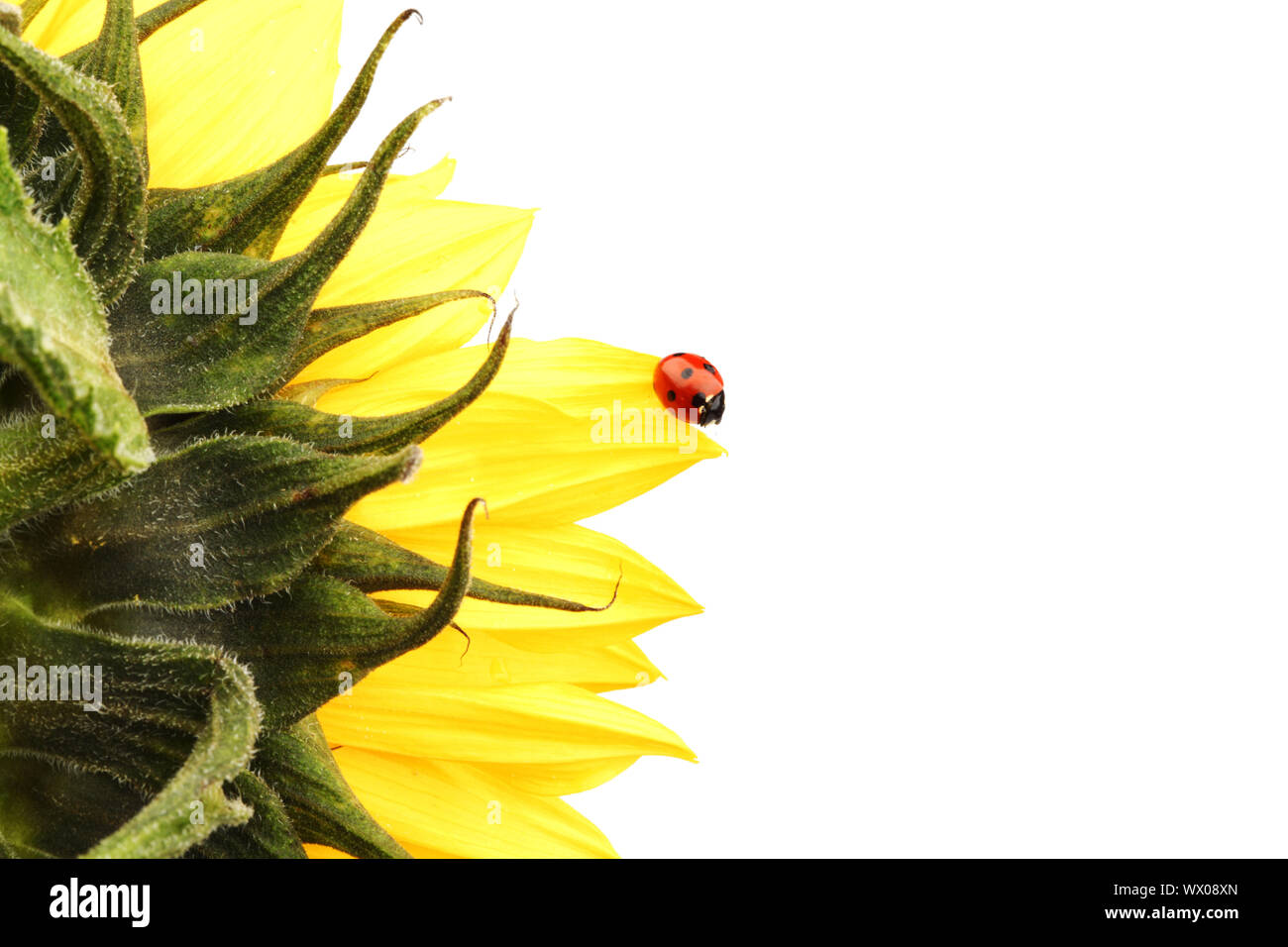 ladybug on sunflower isolated white background Stock Photo - Alamy