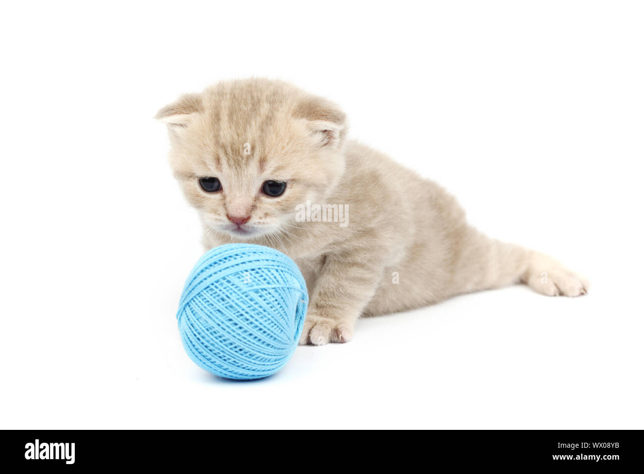 cat and blue wool ball isolated on white Stock Photo - Alamy