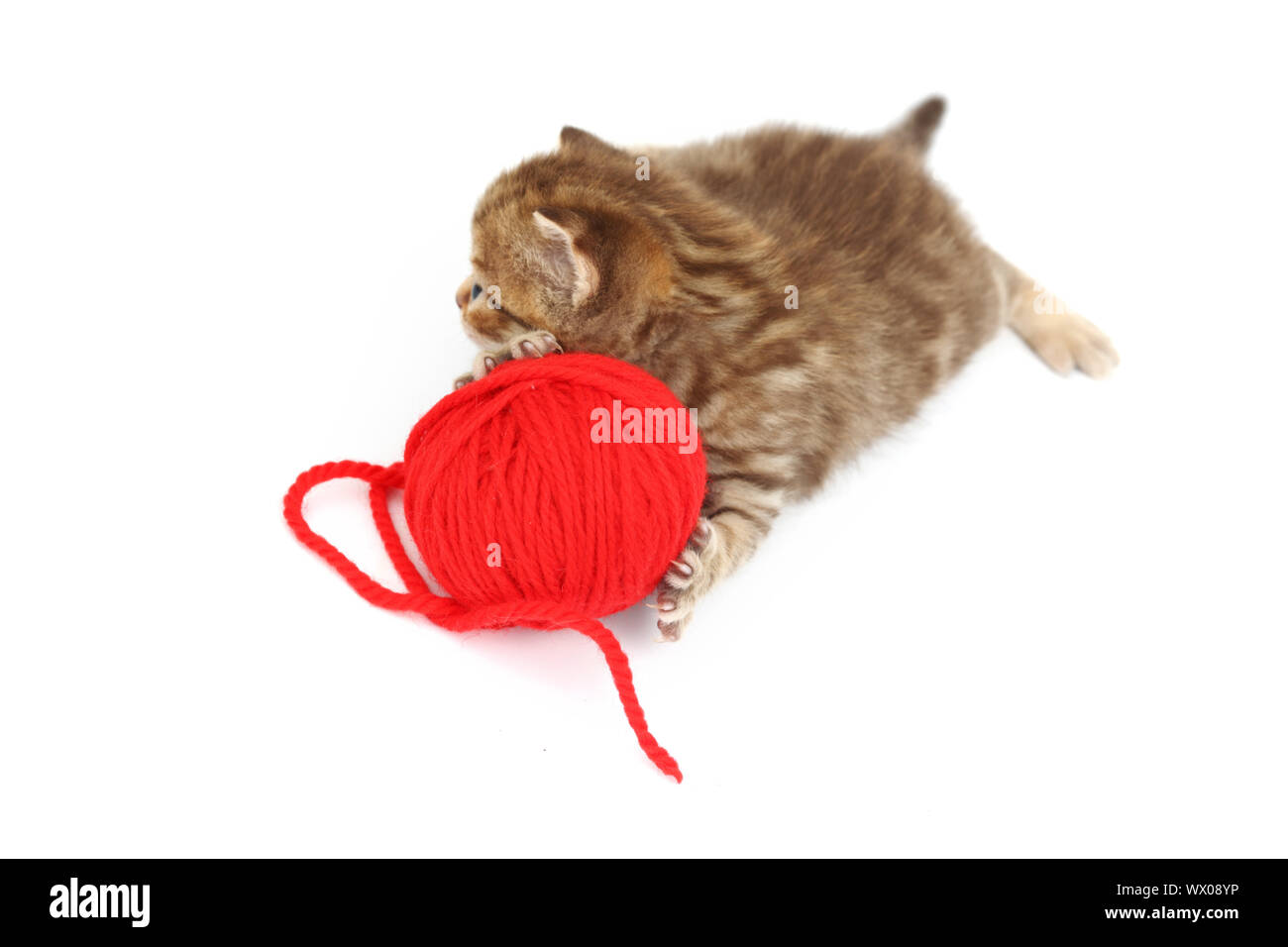 cat and red wool ball isolated on white Stock Photo - Alamy