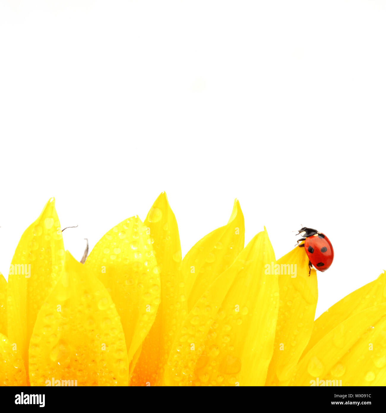 ladybug on sunflower isolated white background Stock Photo - Alamy