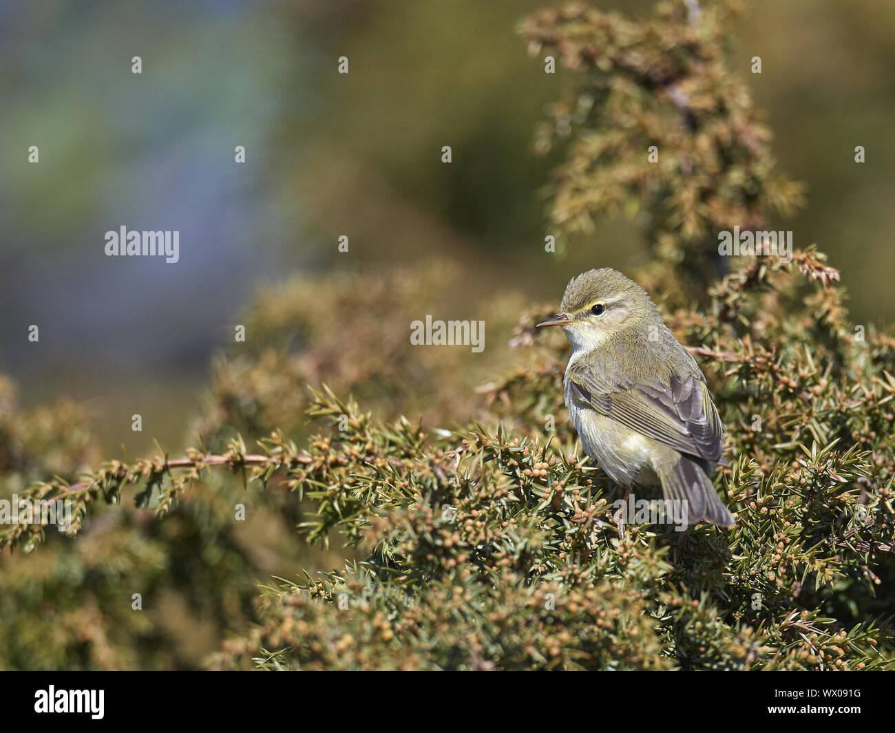 Warblers birds hi-res stock photography and images - Alamy