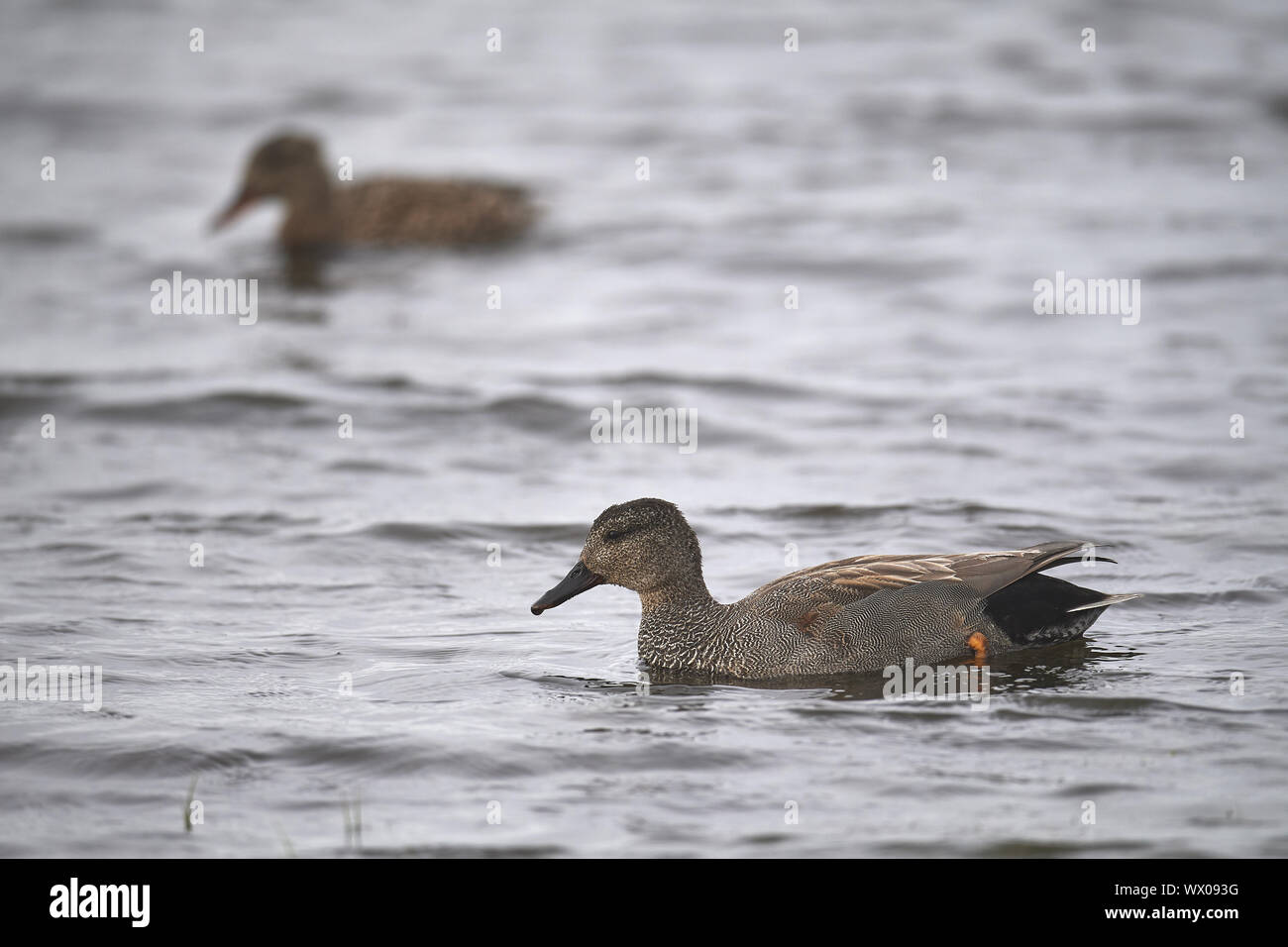 Male birds hi-res stock photography and images - Alamy