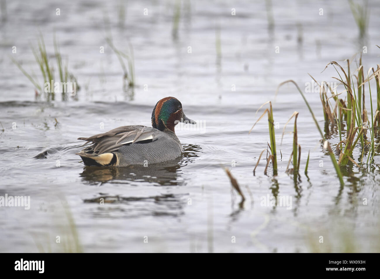 Eurasian teals hi-res stock photography and images - Alamy