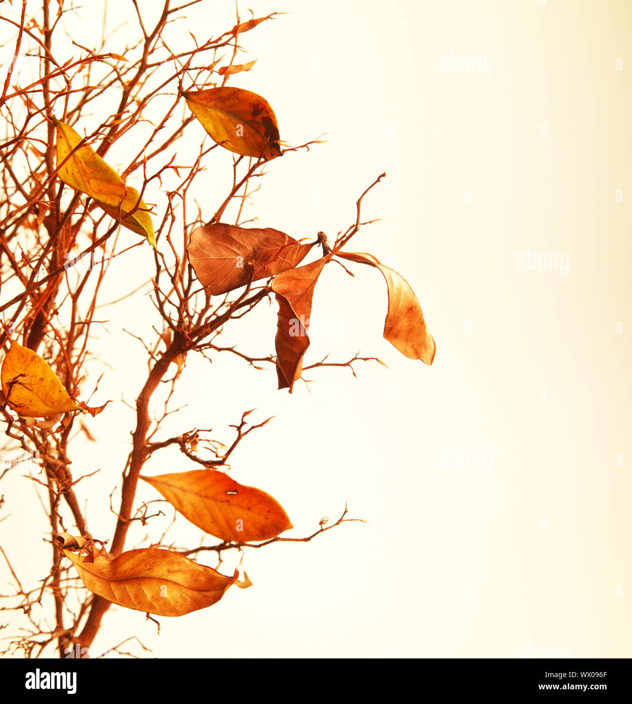 Autumnal tree branch Stock Photo - Alamy