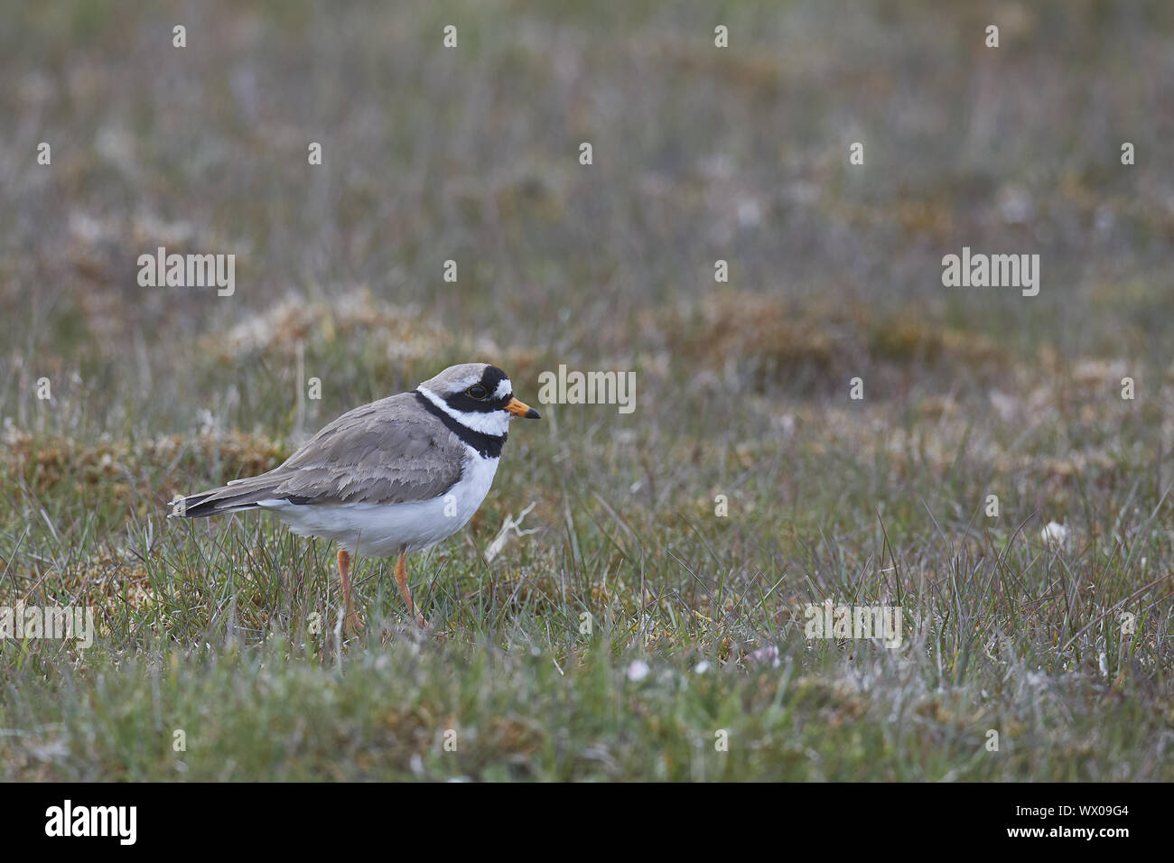 Common Ringed Plover Stock Photo - Alamy