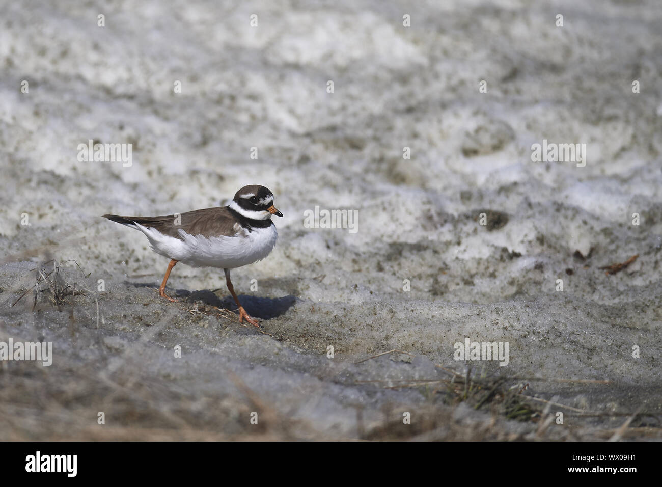 Common Ringed Plover Stock Photo - Alamy