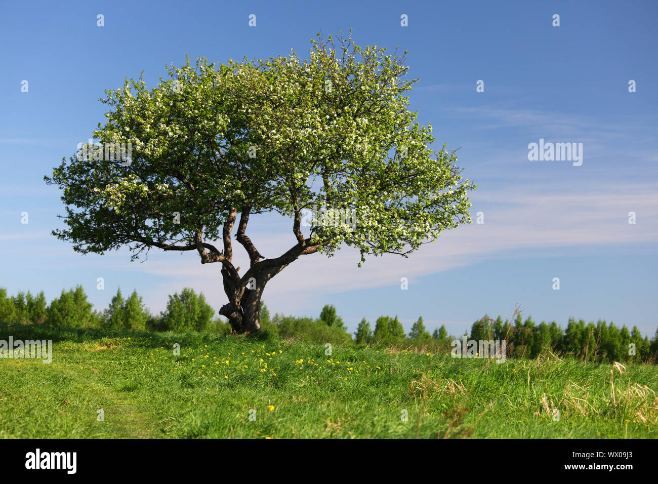 alone tree on green grass field Stock Photo - Alamy