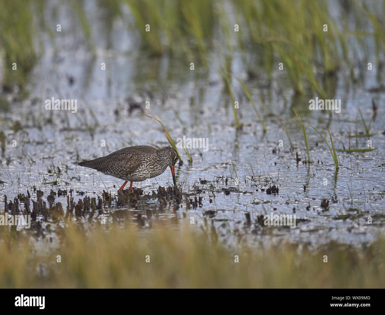 Redshank wading bird hi-res stock photography and images - Alamy