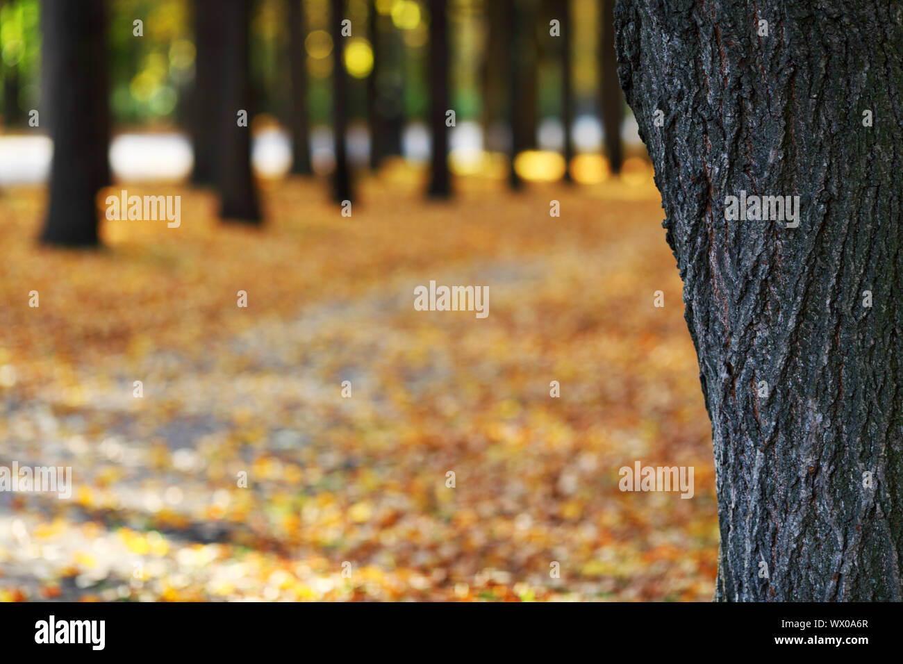 autumn park orange leaf around Stock Photo - Alamy