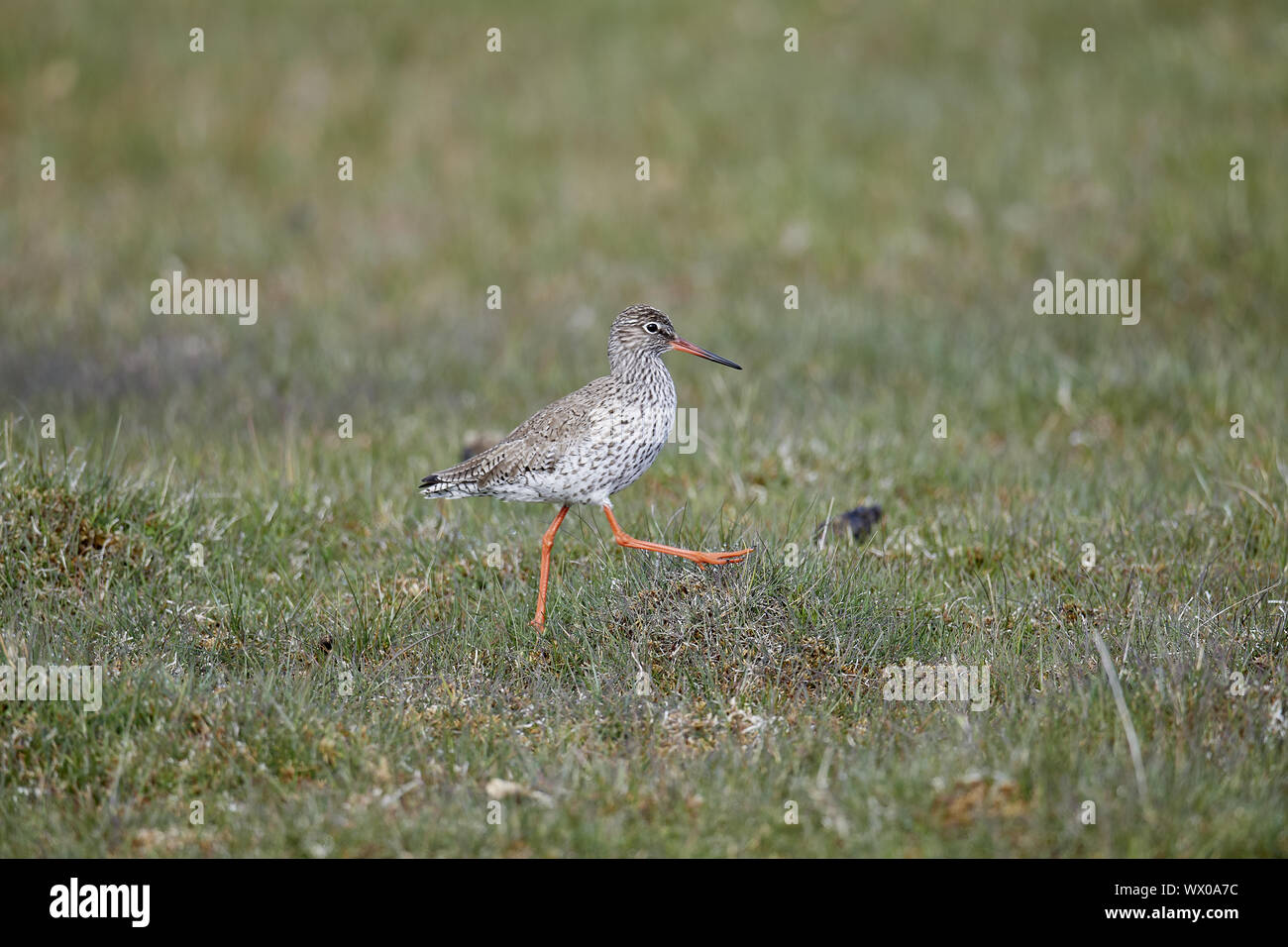 Redshank wading bird hi-res stock photography and images - Alamy