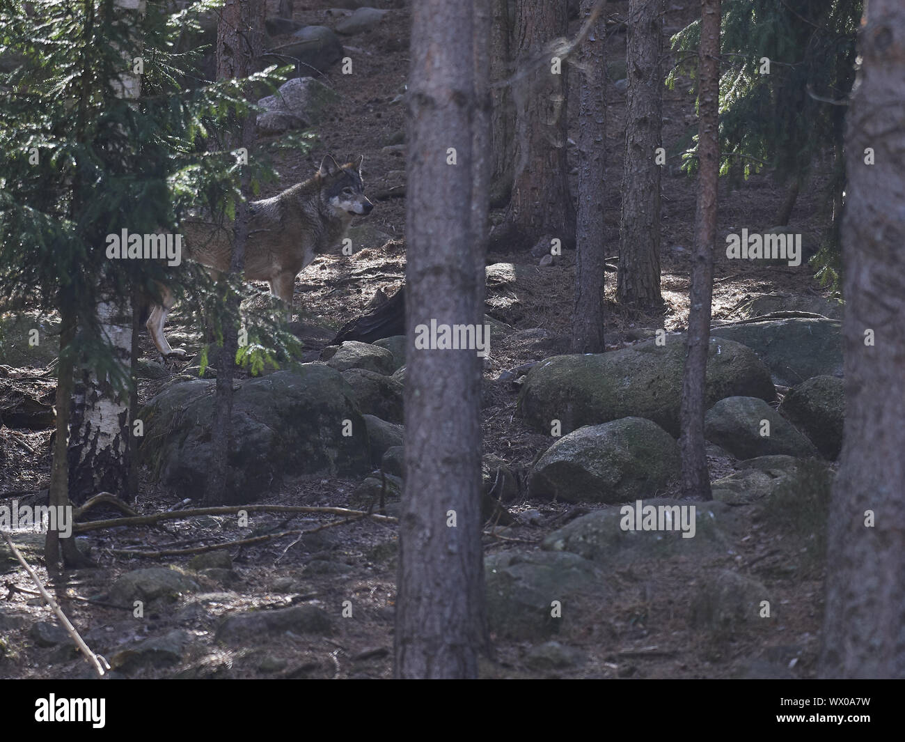 Grey or timber wolf hi-res stock photography and images - Alamy