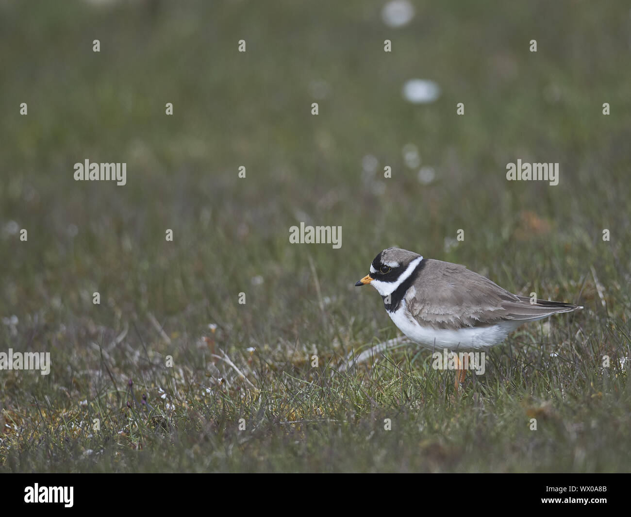Common Ringed Plover Stock Photo - Alamy