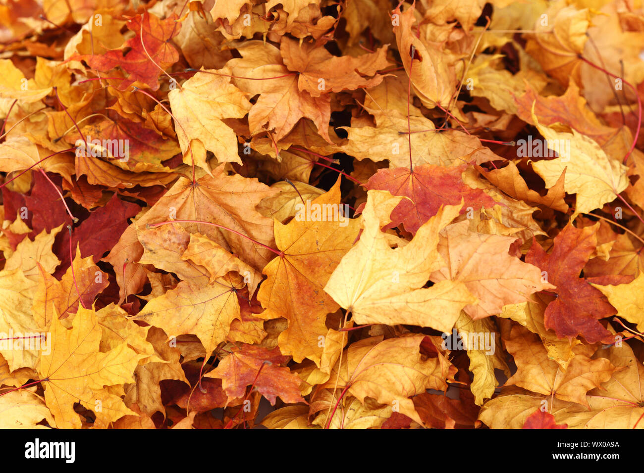 autumn leaves isolated in studio Stock Photo - Alamy