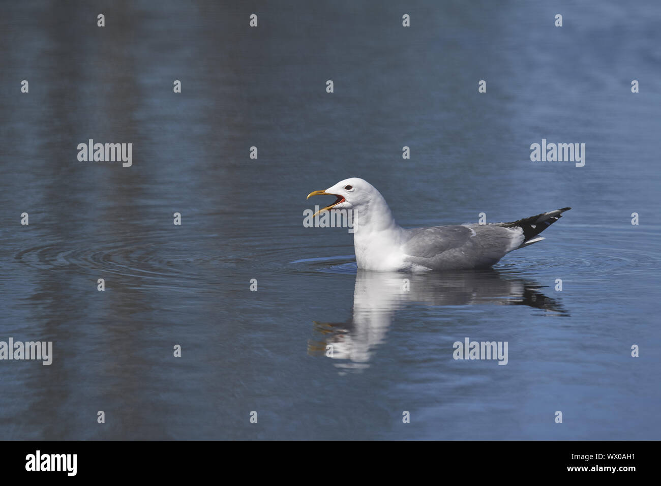 2017 gulls hi-res stock photography and images - Alamy