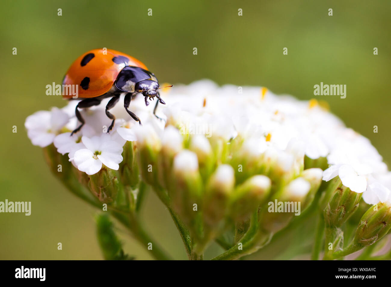 Ladybug sitting on top of wildflower. Wooded meadow Stock Photo - Alamy
