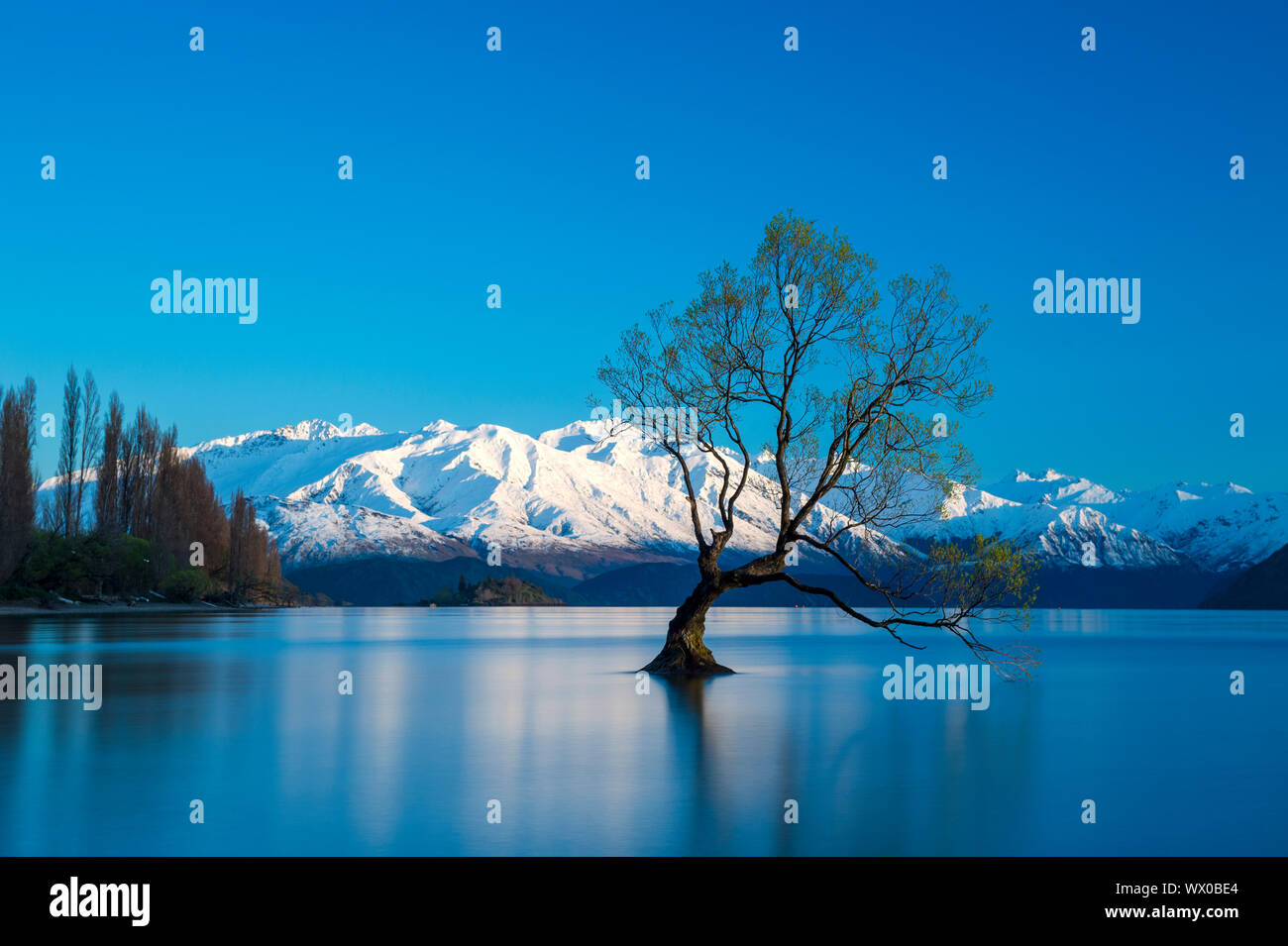The Wanaka Tree at backed by snow capped mountains, Wanaka, Otago ...
