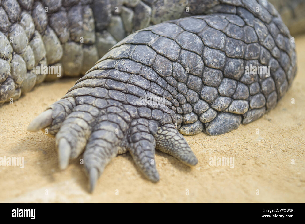 crocodile resting with claw details Stock Photo - Alamy