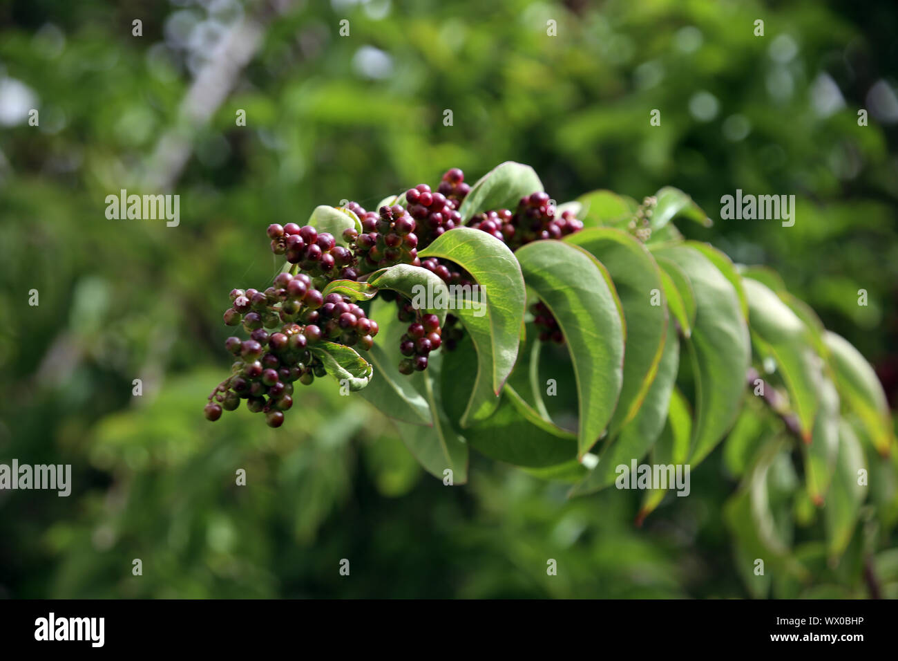 Bosea yervamora - garden with endemic plants in the visitor center ...