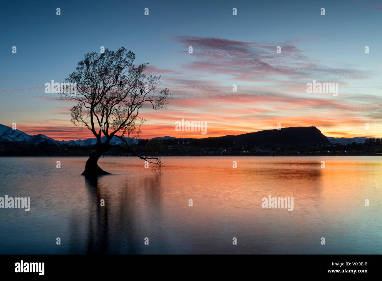The Wanaka Tree with dramatic sky at sunrise, Lake Wanaka, Otago, South ...