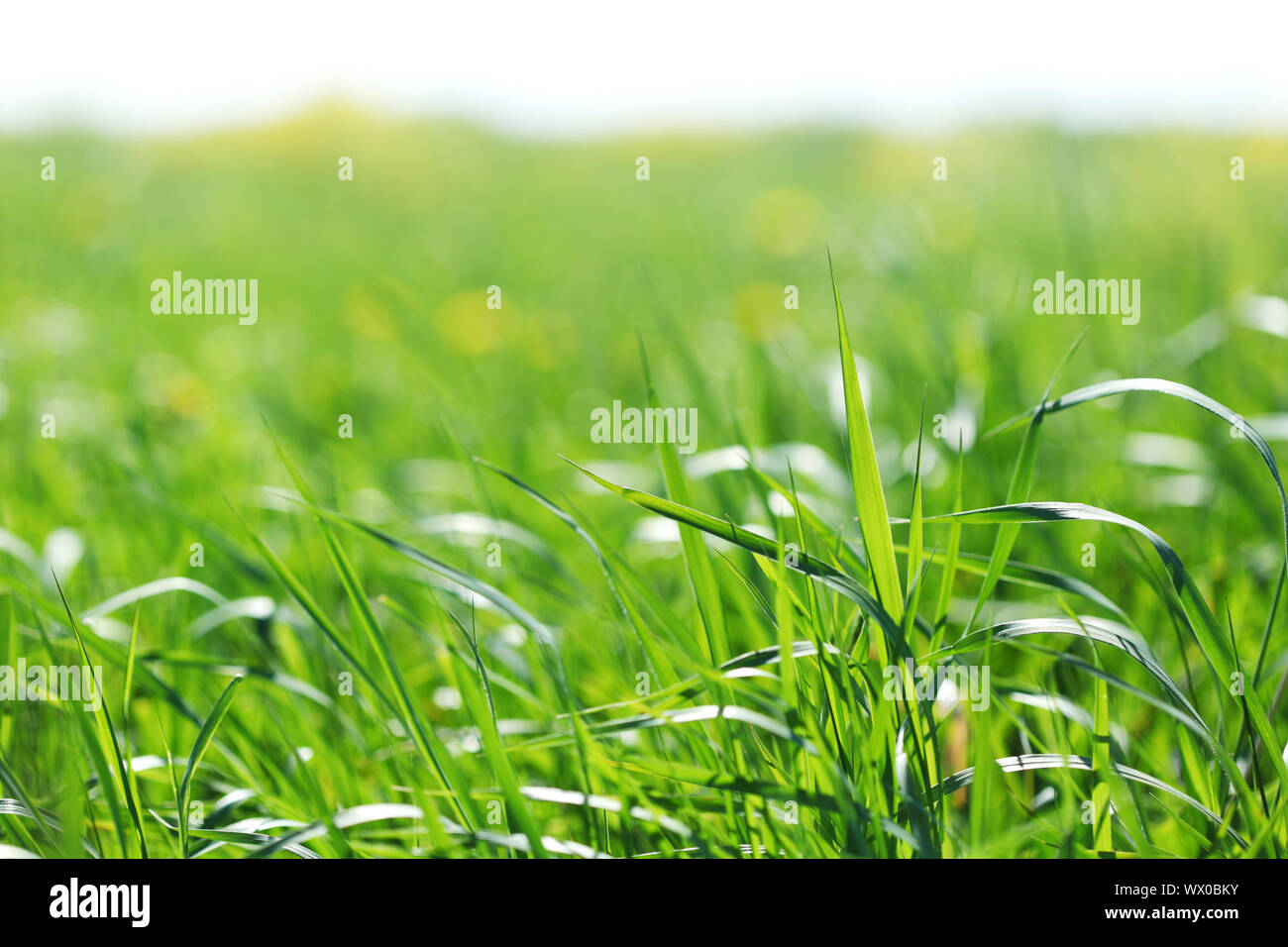 green grass macro close up Stock Photo - Alamy