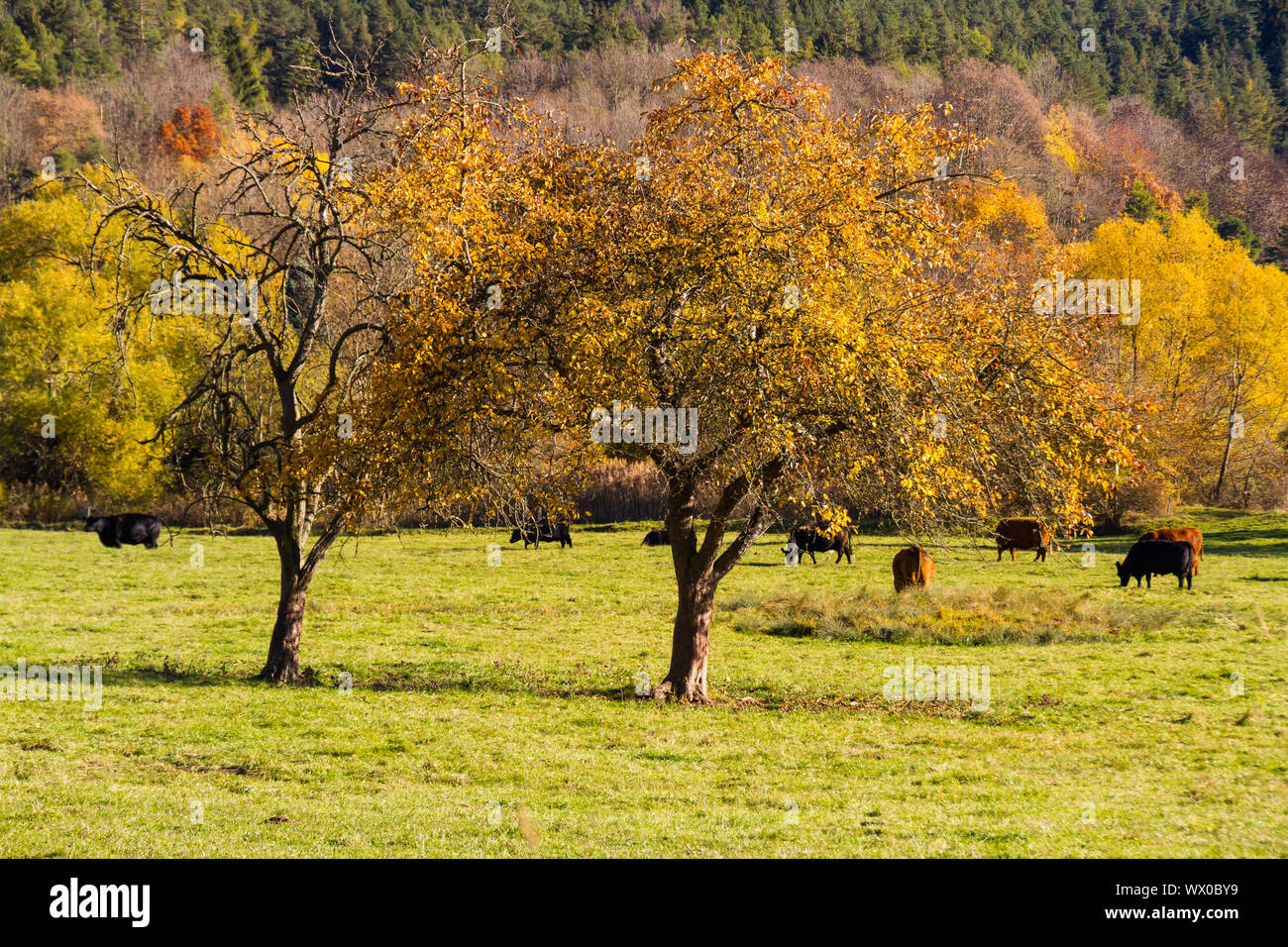 Willow orchard with animals Stock Photo - Alamy