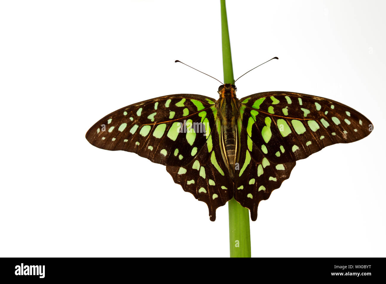 Graphium on green grass isolated Stock Photo - Alamy
