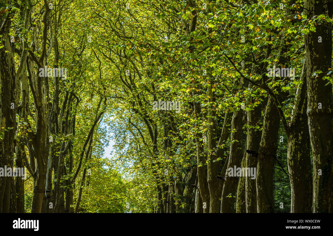 Country path walkway hi-res stock photography and images - Alamy