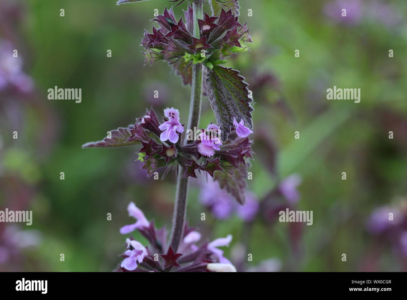 Hedge woundwort plant hi-res stock photography and images - Alamy