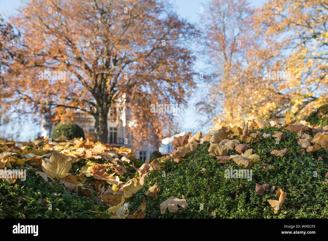 Box hedge hi-res stock photography and images - Alamy